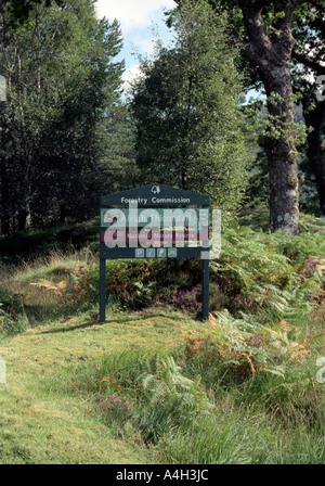Oak tree in the ancient ariundle national nature reserve oak woods at ...