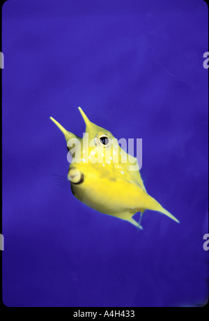 yellow and spotted long horn cowfish Lactoria cornuta Stock Photo - Alamy