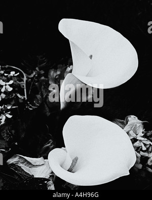 TWO CALLA LILIES Stock Photo - Alamy