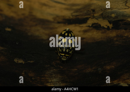 Sunburst Diving Beetle (Thermonectus marmoratus) underwater, native to ...