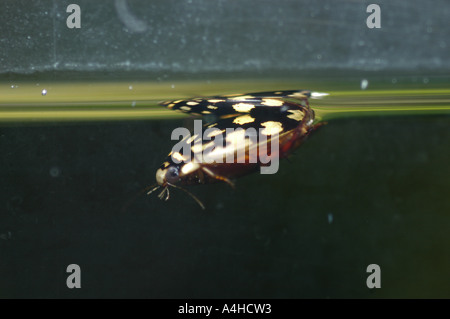 Sunburst Diving Beetle (Thermonectus marmoratus) underwater with air ...