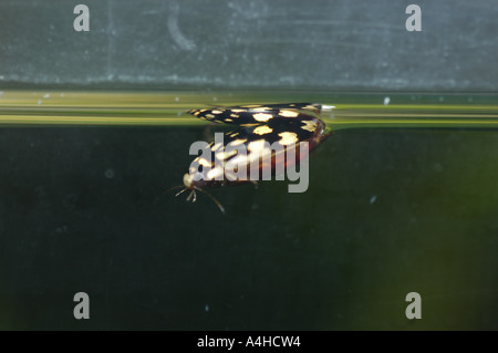 Sunburst Diving Beetle (Thermonectus marmoratus) underwater with air ...