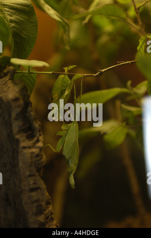 Leaf Insect Phastomatodea phyllium Philippines Asia camouflage mimetism ...