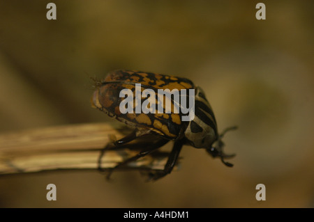 Flower Beetle Stephanorrhina princeps Tanzania Africa insect colorful ...