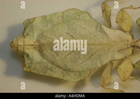 Leaf Insect Phyllidae Philippines Asia camouflage mimetism camo green ...