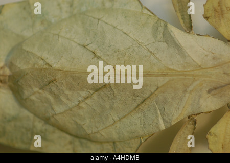 Leaf Insect Phyllidae Philippines Asia camouflage mimetism camo green ...