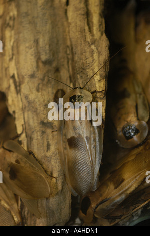 Brazilian cockroach Blaberus giganteus taboo big nasty fear vomit home ...