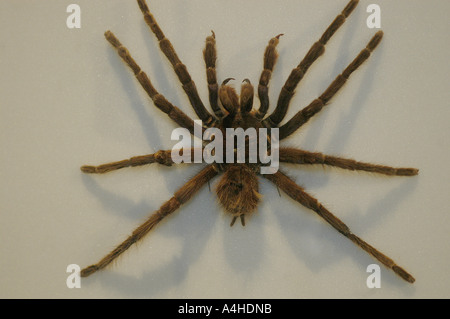 Tarantula animal animals creature creatures spider spiders tarantula ...