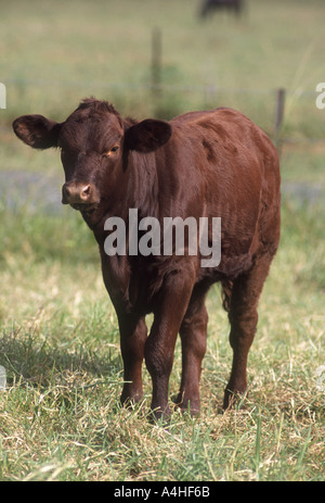 Santa Gertrudis Red Poll cross bull calf Stock Photo - Alamy