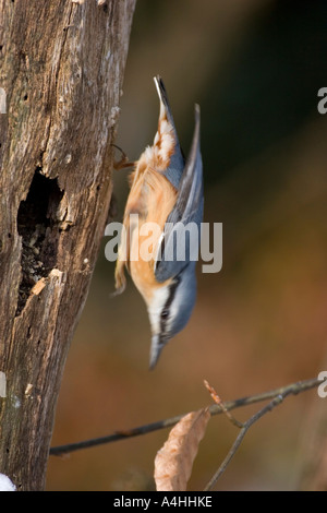 Nuthatch running down a trunk headfirst Stock Photo - Alamy