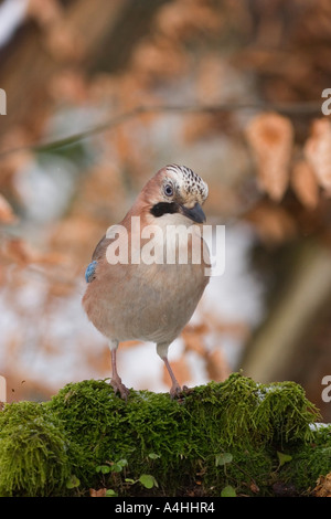 Eurasian jay sitting on a radix Stock Photo - Alamy