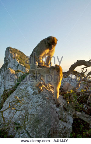 Gibraltar apes mating Gibraltar apes mating mounting having sex Stock ...