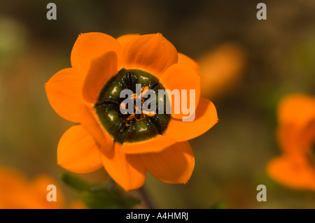 Kamiesberg beetle daisy Gorteria diffusa calendulacea Spring flowers in ...