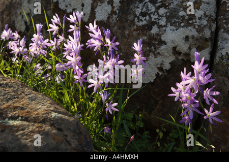 Blue ixia Ixia rapunculoides spring flowers Nieuwoudtville Namaqualand ...