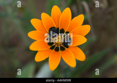 Beetle daisy, Gorteria diffusa with beetle-like markings South Africa ...