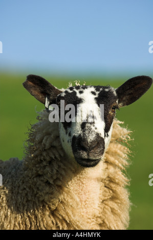 Close up of Mule Gimmer lamb Stock Photo - Alamy