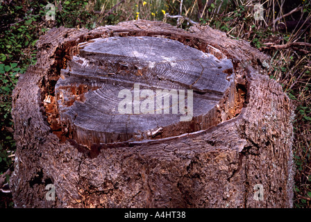 Decomposing fir tree stump in a temperate rain forest Stock Photo - Alamy
