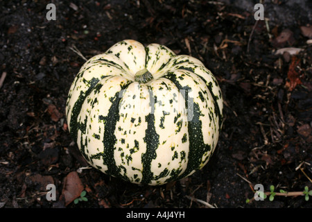 "Kent" or "Jap" Pumpkin Vine Stock Photo: 22682763 - Alamy