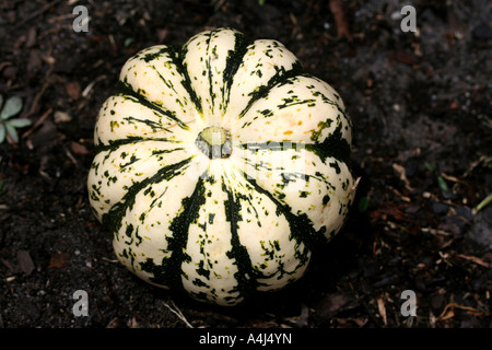 "Kent" or "Jap" Pumpkin Vine Stock Photo: 22682763 - Alamy