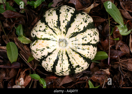 "Kent" or "Jap" Pumpkin Vine Stock Photo: 22682763 - Alamy