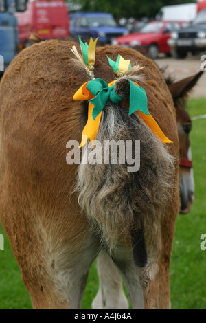 shire horse tail dressing Stock Photo - Alamy