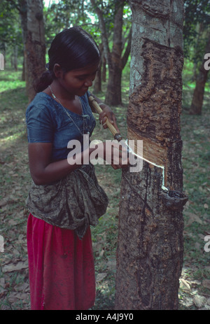 Young woman tapping a rubber tree, Ceylon (Sri Lanka Stock Photo - Alamy
