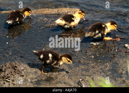 Baby Muscovy ducklings Cairina moschata flock together in a pond in ...
