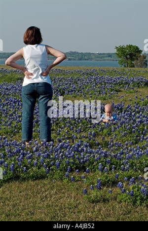 Texas bluebonnet, lupinus texensis, and Baby blue eyes, Nemophila ...
