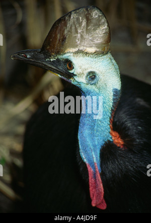 Helmeted Cassowary (Casuarius casuarius Stock Photo - Alamy