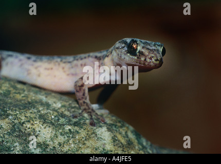 Marbled gecko Christinus marmoratus on rock portrait Australia Stock ...