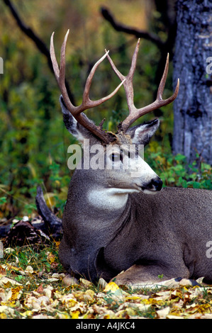 MD-2 MULE DEER BUCK Stock Photo - Alamy