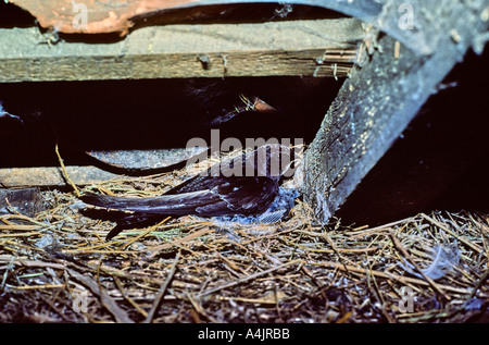 Common Swift (Apus apus) adult, nesting in Great Spotted Woodpecker ...