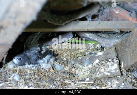 Common Swift (Apus apus) adult, nesting in Great Spotted Woodpecker ...