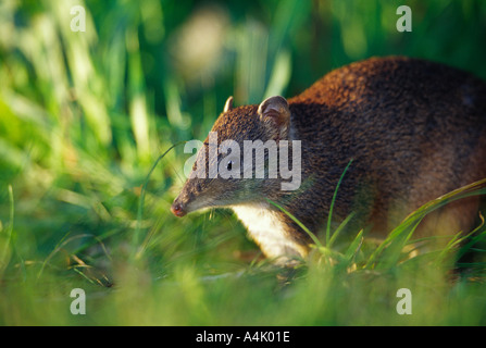 Southern Brown Bandicoot Isoodon obesulus Stock Photo - Alamy