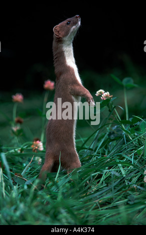 Stoat (Mustela erminea), captive, UK Stock Photo - Alamy