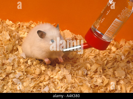 Hamster in cage base drinking from water bottle Stock Photo - Alamy