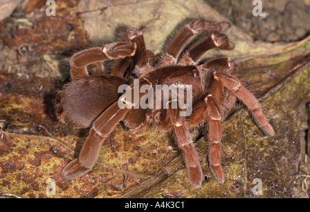 king baboon tarantula Stock Photo - Alamy