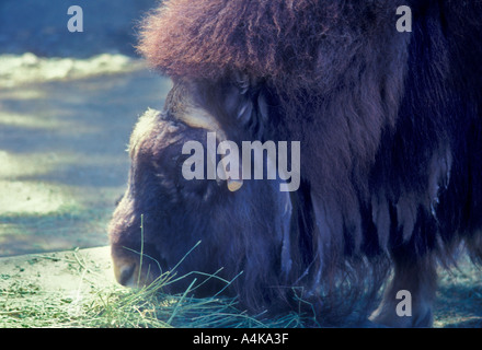 Musk Ox bull grazing Stock Photo - Alamy