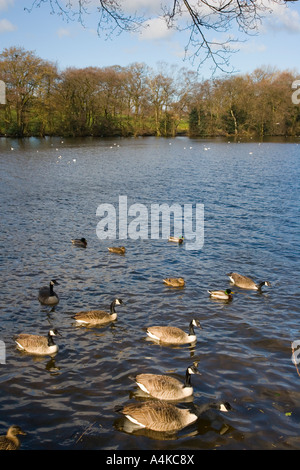 View of wildfowl on Redesmere at Siddington in Cheshire Stock Photo - Alamy