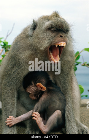 Macaque monkey showing his teeth Stock Photo - Alamy