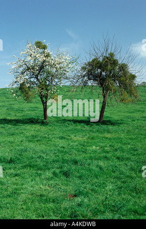 A beautiful shot of a green field filled with flowers Stock Photo - Alamy