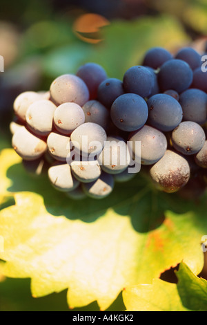 garnacha grapes growing Stock Photo - Alamy