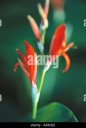 Single stem of a red flower freesia isolated on white background, close ...