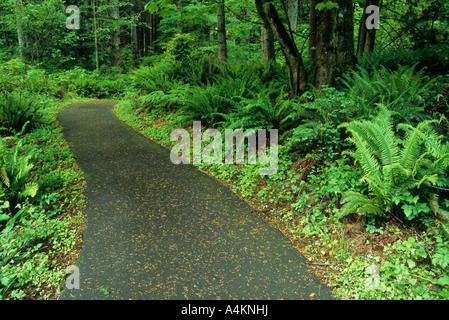 Trail though the forest in the Redmond Watershed Preserve, Seattle ...