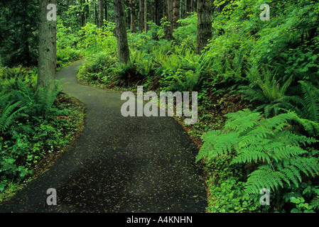 Trail though the forest in the Redmond Watershed Preserve, Seattle ...