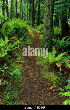 Trail though the forest in the Redmond Watershed Preserve, Seattle ...