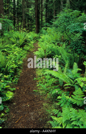 Trail though the forest in the Redmond Watershed Preserve, Seattle ...