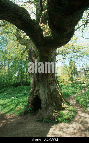 ANCIENT BIRNAM ENGLISH OAK Quercus robur Birnam Perthshire Scotland ...