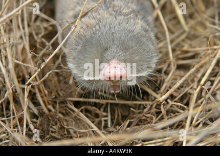 Lesser Mole-rat /Nanospalax leucodon/ Bulgaria ,Spalax leucodon Stock ...