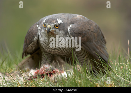 Goshawk, Accipiter gentilis, feeding on killed dark squirrel in the ...